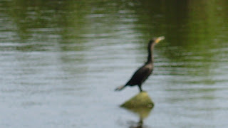 Bird sightings along the Ottawa River - West Side Action